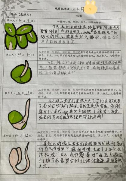 绿豆发芽需要几天_绿豆发芽记录表格怎么看-第2张图片-山城妙识 绿豆发芽需要几天_绿豆发芽记录表格怎么看-第2张图片-山城妙识