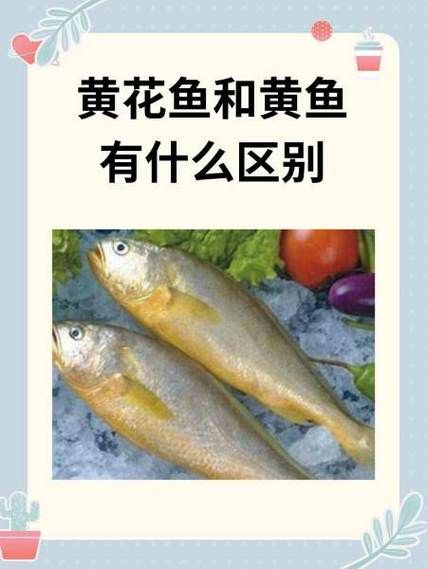 大黄花鱼是海鱼还是淡水鱼_大黄花鱼生活在哪里-第1张图片-山城妙识