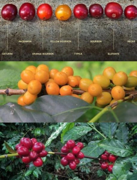 哥伦比亚咖啡豆和阿拉比卡咖啡豆区别_哪个更好喝-第3张图片-山城妙识