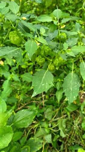 灯笼草图片大全_灯笼草长什么样-第3张图片-山城妙识 灯笼草图片大全_灯笼草长什么样-第3张图片-山城妙识