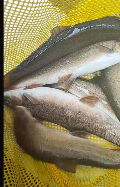 野生细鳞鱼长什么样_野生细鳞鱼多少钱一斤-第1张图片-山城妙识 野生细鳞鱼长什么样_野生细鳞鱼多少钱一斤-第1张图片-山城妙识