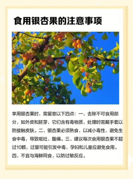 树上落下的银杏果能吃吗_银杏果怎么处理才能吃-第1张图片-山城妙识 树上落下的银杏果能吃吗_银杏果怎么处理才能吃-第1张图片-山城妙识