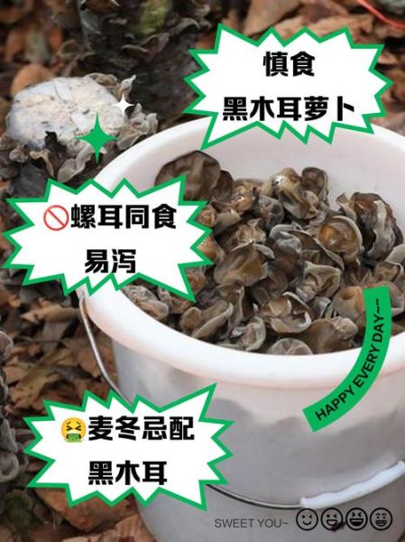 木耳不能和什么一起吃_哪些食物相克-第1张图片-山城妙识 木耳不能和什么一起吃_哪些食物相克-第1张图片-山城妙识
