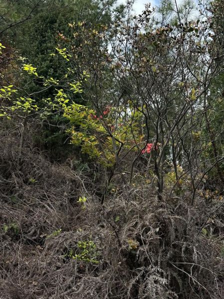 乌米饭树叶是什么_乌饭叶怎么做乌米饭-第2张图片-山城妙识 乌米饭树叶是什么_乌饭叶怎么做乌米饭-第2张图片-山城妙识