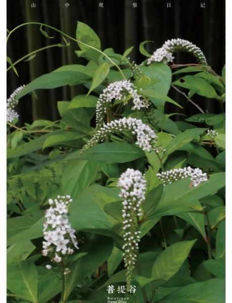 珍珠菜的功效与作用_珍珠菜怎么吃最好-第3张图片-山城妙识 珍珠菜的功效与作用_珍珠菜怎么吃最好-第3张图片-山城妙识