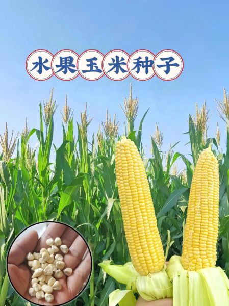 水果玉米种子多少钱一斤_怎么挑选高性价比品种-第1张图片-山城妙识 水果玉米种子多少钱一斤_怎么挑选高性价比品种-第1张图片-山城妙识