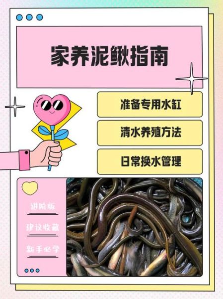 泥鳅怎么养殖_泥鳅养殖技术要点-第1张图片-山城妙识 泥鳅怎么养殖_泥鳅养殖技术要点-第1张图片-山城妙识