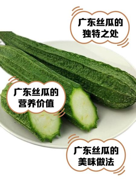 广东丝瓜怎么种_广东丝瓜品种哪个好-第1张图片-山城妙识 广东丝瓜怎么种_广东丝瓜品种哪个好-第1张图片-山城妙识