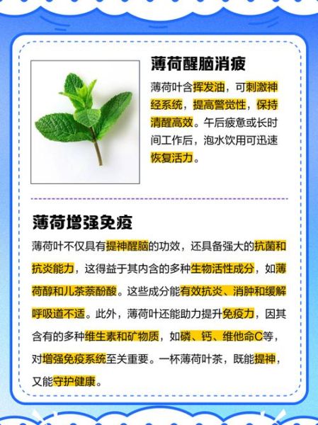 薄荷茶能天天喝吗_长期饮用副作用-第1张图片-山城妙识 薄荷茶能天天喝吗_长期饮用副作用-第1张图片-山城妙识