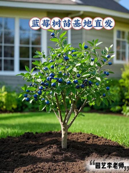蓝莓树长什么样_蓝莓树怎么种植-第2张图片-山城妙识 蓝莓树长什么样_蓝莓树怎么种植-第2张图片-山城妙识