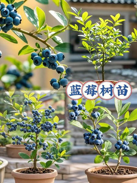 蓝莓树长什么样_蓝莓树怎么种植-第1张图片-山城妙识 蓝莓树长什么样_蓝莓树怎么种植-第1张图片-山城妙识