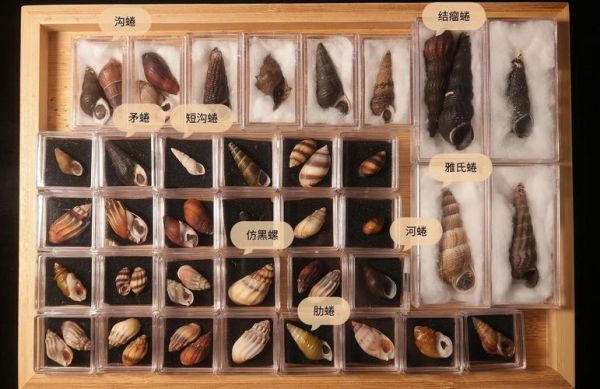 淡水螺类大全名称_如何辨别常见淡水螺-第2张图片-山城妙识 淡水螺类大全名称_如何辨别常见淡水螺-第2张图片-山城妙识