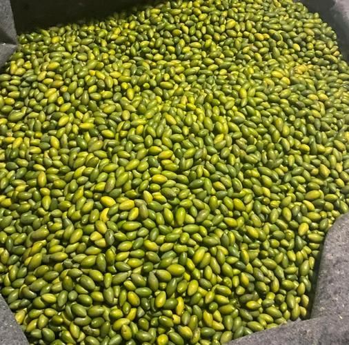 化痰止咳的水果有哪些_哪些水果止咳最快-第2张图片-山城妙识 化痰止咳的水果有哪些_哪些水果止咳最快-第2张图片-山城妙识