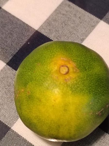 化痰止咳的水果有哪些_哪些水果止咳最快-第1张图片-山城妙识 化痰止咳的水果有哪些_哪些水果止咳最快-第1张图片-山城妙识