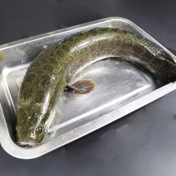 乌江鱼多少钱一斤_乌江鱼价格为什么差异大-第1张图片-山城妙识