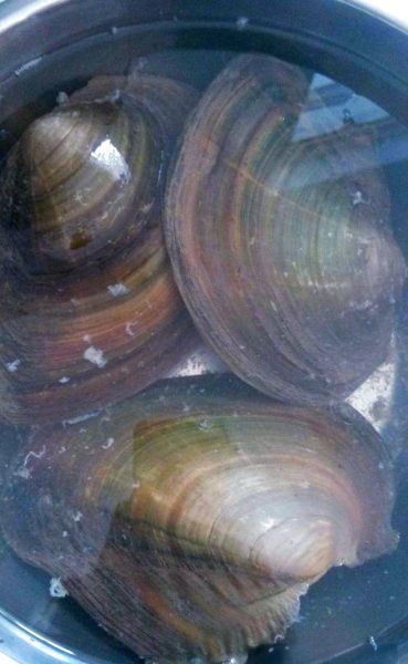 河蚌肉能治妇科炎症吗_女人吃河蚌肉有什么好处-第3张图片-山城妙识 河蚌肉能治妇科炎症吗_女人吃河蚌肉有什么好处-第3张图片-山城妙识