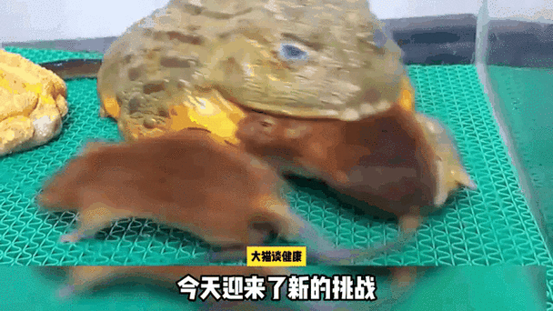 牛蛙君怎么养_牛蛙君能长多大-第3张图片-山城妙识