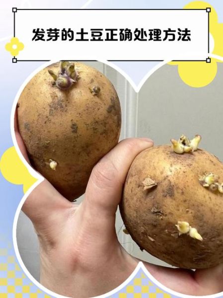 土豆发芽怎么处理_吃了会中毒吗-第2张图片-山城妙识 土豆发芽怎么处理_吃了会中毒吗-第2张图片-山城妙识
