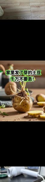 土豆发芽怎么处理_吃了会中毒吗-第3张图片-山城妙识 土豆发芽怎么处理_吃了会中毒吗-第3张图片-山城妙识