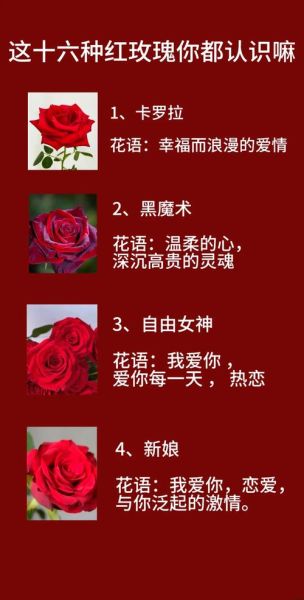 玫瑰花语颜色代表什么_不同颜色玫瑰含义-第1张图片-山城妙识 玫瑰花语颜色代表什么_不同颜色玫瑰含义-第1张图片-山城妙识