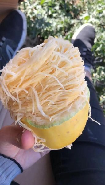 金丝瓜长什么样_金丝瓜图片怎么拍好看-第1张图片-山城妙识 金丝瓜长什么样_金丝瓜图片怎么拍好看-第1张图片-山城妙识