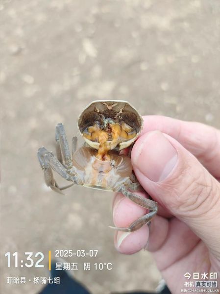 大闸蟹养殖方法_大闸蟹养殖周期多久-第1张图片-山城妙识