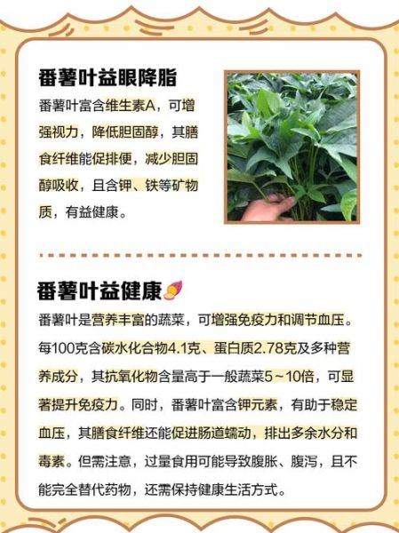 干地瓜叶的功效与作用_干地瓜叶怎么吃最好-第2张图片-山城妙识 干地瓜叶的功效与作用_干地瓜叶怎么吃最好-第2张图片-山城妙识