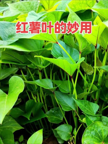 干地瓜叶的功效与作用_干地瓜叶怎么吃最好-第1张图片-山城妙识 干地瓜叶的功效与作用_干地瓜叶怎么吃最好-第1张图片-山城妙识