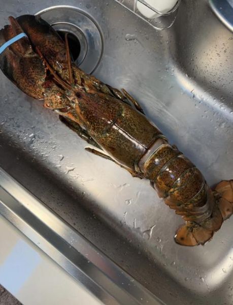 波士顿龙虾清蒸多久_清蒸波士顿龙虾时间-第3张图片-山城妙识 波士顿龙虾清蒸多久_清蒸波士顿龙虾时间-第3张图片-山城妙识