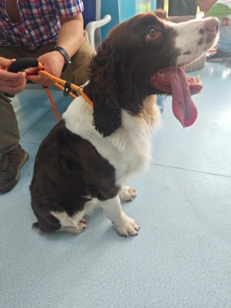 史宾格犬智商排名第几_训练难度高吗-第1张图片-山城妙识