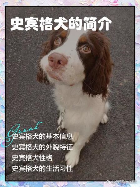 史宾格犬智商排名第几_训练难度高吗-第3张图片-山城妙识