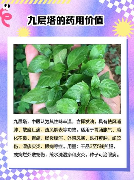 九层塔怎么种_九层塔什么时候播种-第3张图片-山城妙识 九层塔怎么种_九层塔什么时候播种-第3张图片-山城妙识