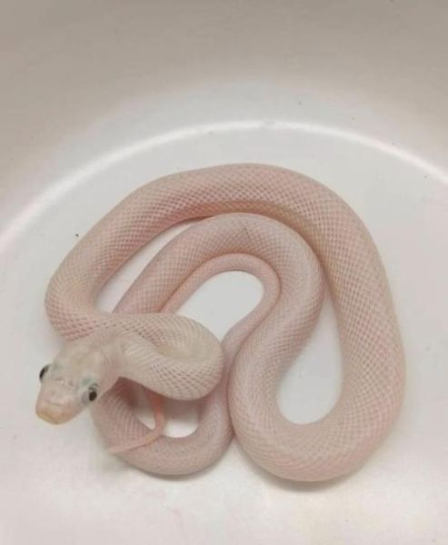 玉米蛇品种大全图片_玉米蛇哪个品种最好养-第1张图片-山城妙识 玉米蛇品种大全图片_玉米蛇哪个品种最好养-第1张图片-山城妙识