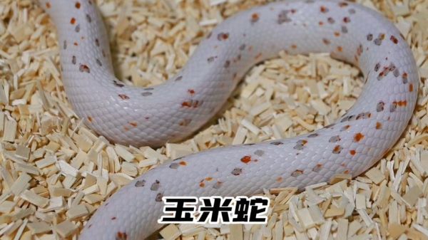 玉米蛇品种大全图片_玉米蛇哪个品种最好养-第3张图片-山城妙识 玉米蛇品种大全图片_玉米蛇哪个品种最好养-第3张图片-山城妙识