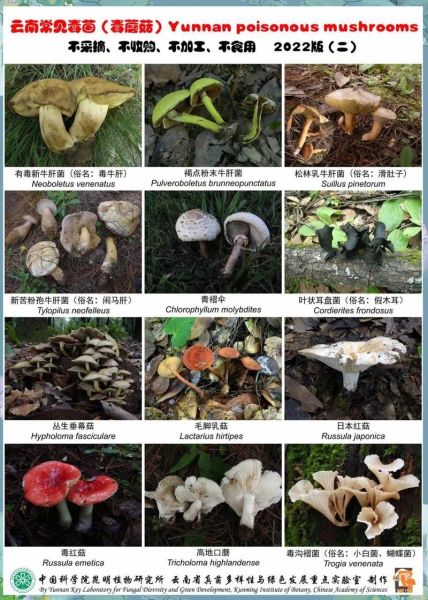 野生蘑菇的种类图片及名称大全_如何辨别可食用与毒蘑菇-第1张图片-山城妙识 野生蘑菇的种类图片及名称大全_如何辨别可食用与毒蘑菇-第1张图片-山城妙识