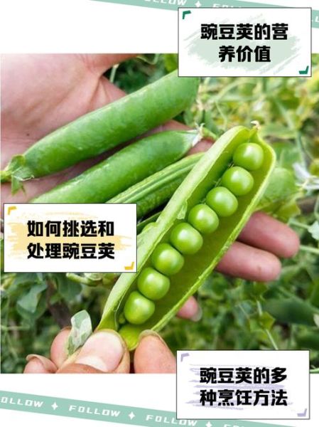 豌豆荚历史版本怎么下载_豌豆荚旧版去哪找-第2张图片-山城妙识 豌豆荚历史版本怎么下载_豌豆荚旧版去哪找-第2张图片-山城妙识