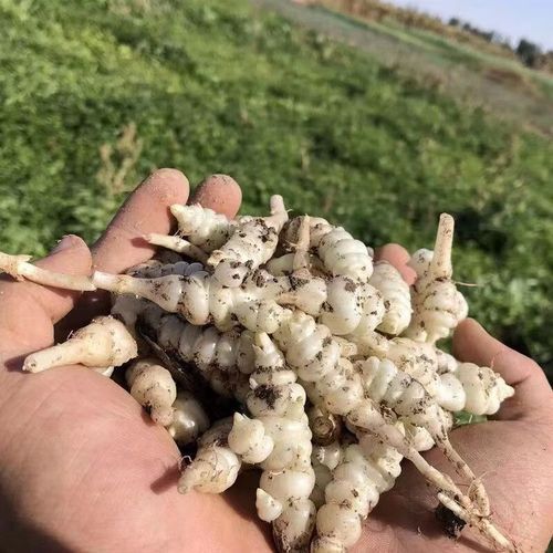 宝塔菜怎么种_宝塔菜种植图片详解-第2张图片-山城妙识 宝塔菜怎么种_宝塔菜种植图片详解-第2张图片-山城妙识