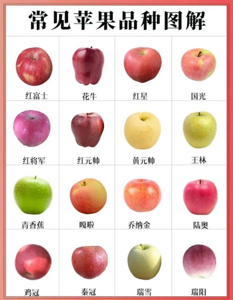 水果名称大全500种图片_如何快速识别常见品种-第3张图片-山城妙识 水果名称大全500种图片_如何快速识别常见品种-第3张图片-山城妙识