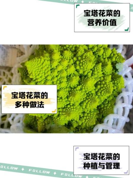宝塔菜怎么种_宝塔菜种植图片详解-第1张图片-山城妙识 宝塔菜怎么种_宝塔菜种植图片详解-第1张图片-山城妙识