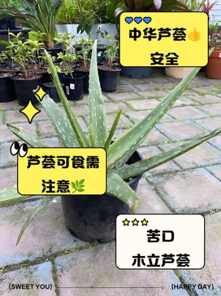 可食用芦荟有哪些品种_六种安全芦荟推荐-第1张图片-山城妙识 可食用芦荟有哪些品种_六种安全芦荟推荐-第1张图片-山城妙识