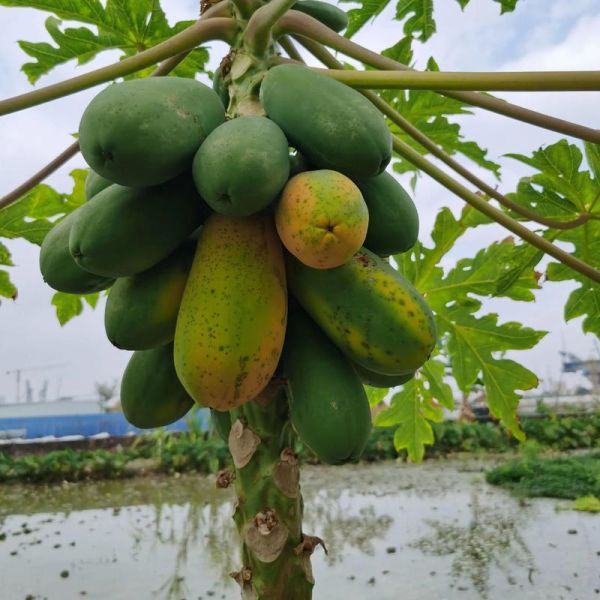 北方木瓜树怎么种_北方木瓜树耐寒吗-第3张图片-山城妙识 北方木瓜树怎么种_北方木瓜树耐寒吗-第3张图片-山城妙识