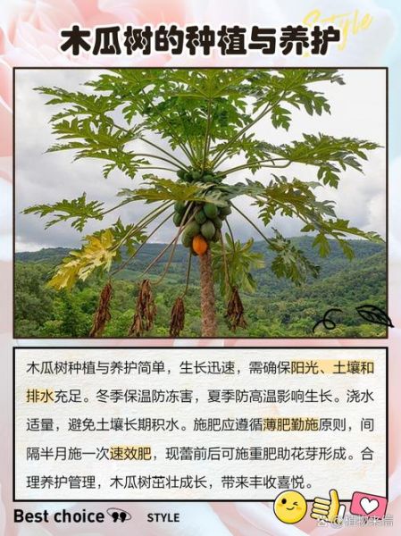 北方木瓜树怎么种_北方木瓜树耐寒吗-第2张图片-山城妙识 北方木瓜树怎么种_北方木瓜树耐寒吗-第2张图片-山城妙识