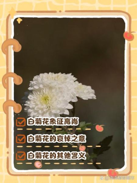 白菊花图片_白菊花花语是什么-第1张图片-山城妙识 白菊花图片_白菊花花语是什么-第1张图片-山城妙识