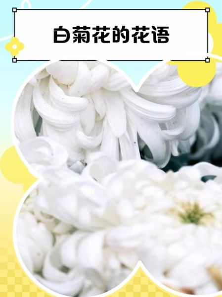 白菊花图片_白菊花花语是什么-第3张图片-山城妙识 白菊花图片_白菊花花语是什么-第3张图片-山城妙识