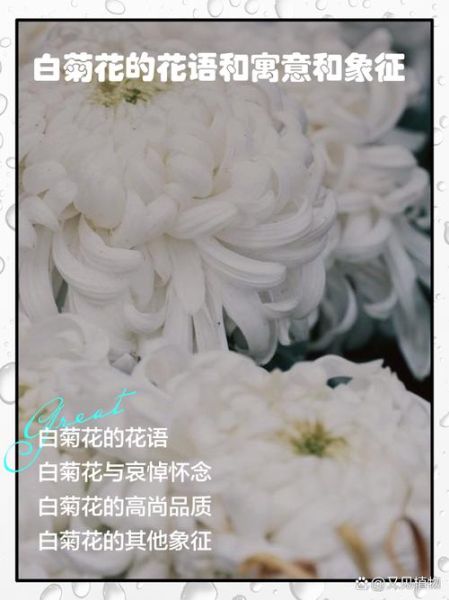 白菊花图片_白菊花花语是什么-第2张图片-山城妙识 白菊花图片_白菊花花语是什么-第2张图片-山城妙识