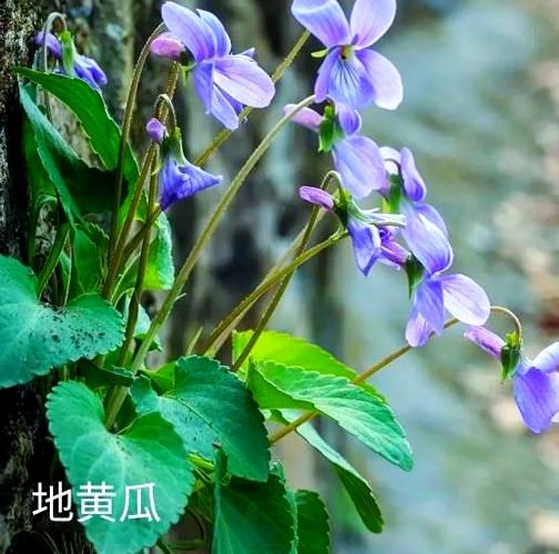 地黄瓜的功效与作用_地黄瓜怎么吃最营养-第2张图片-山城妙识 地黄瓜的功效与作用_地黄瓜怎么吃最营养-第2张图片-山城妙识