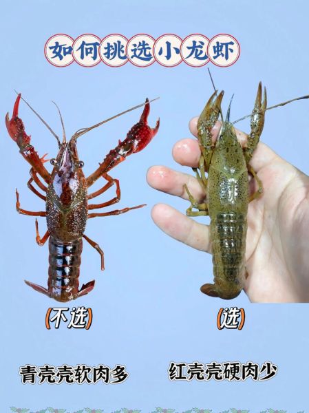 小龙虾怎么吃才干净_小龙虾头部到底能不能吃-第3张图片-山城妙识 小龙虾怎么吃才干净_小龙虾头部到底能不能吃-第3张图片-山城妙识
