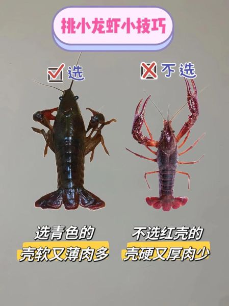 小龙虾怎么吃才干净_小龙虾头部到底能不能吃-第2张图片-山城妙识 小龙虾怎么吃才干净_小龙虾头部到底能不能吃-第2张图片-山城妙识