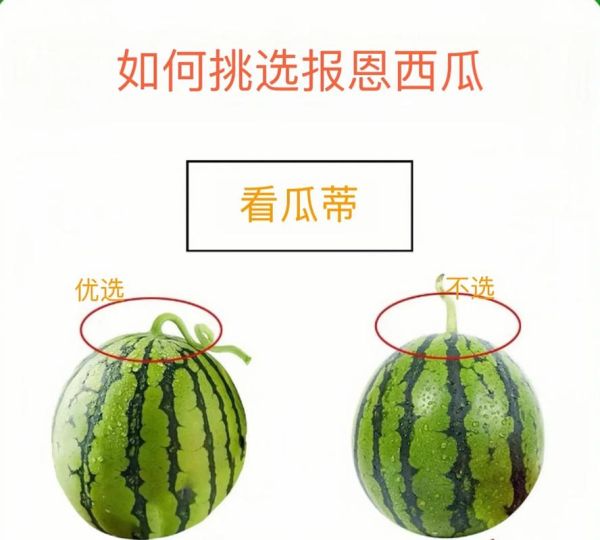 西瓜怎么挑_西瓜怎么吃最解暑-第3张图片-山城妙识 西瓜怎么挑_西瓜怎么吃最解暑-第3张图片-山城妙识