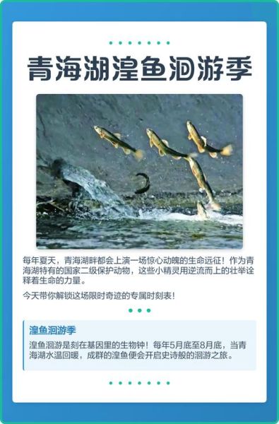 青海湖湟鱼什么时候洄游_青海湖湟鱼为什么不能吃-第1张图片-山城妙识